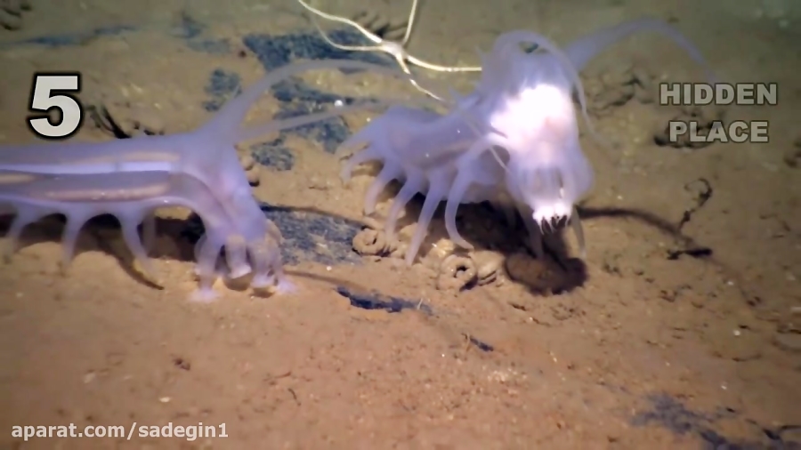 Top 5 Most Unusual Sea Creature Caught on Tape | Mysterious Deep Sea ...