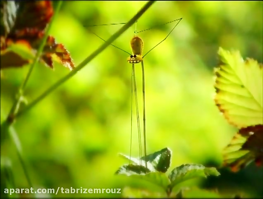 Minuscule - The ladybug