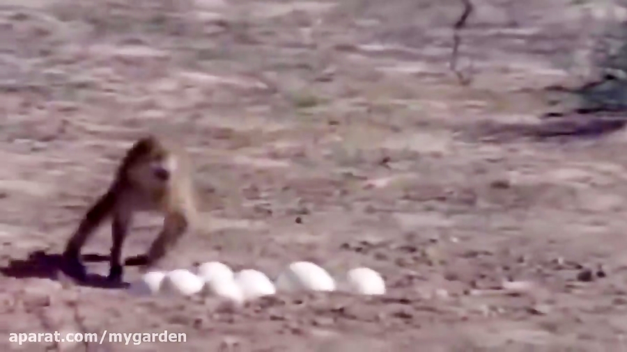 شتر مرغ و محافظت از تخم ها در مقابل دزدی آدم و میمون