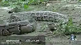 لحظه بلعیدن تمساح توسط یک مار نه چندان بزرگ.. مو به تن آدم سیخ میشه