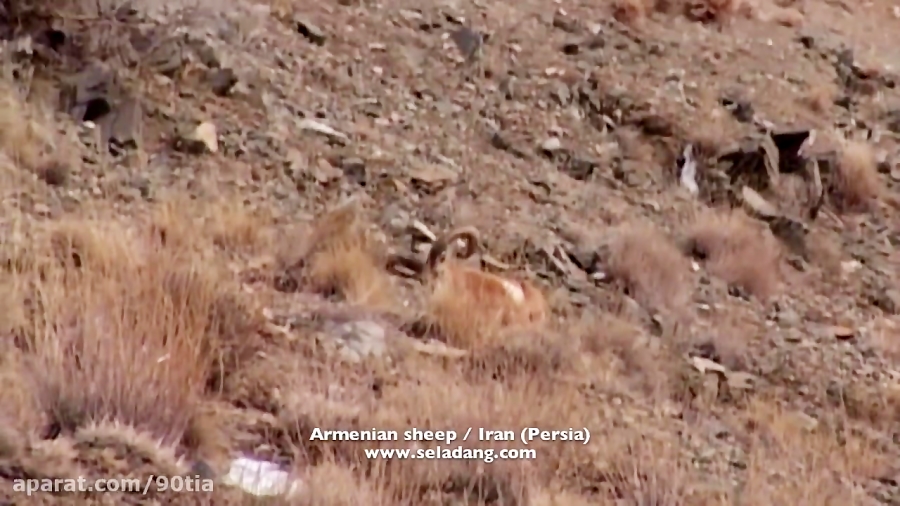 SHEEP of the Old World (ARMENIAN RED URIAL Sheep) Hunting (Chasse) part ...