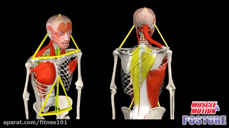 Exercises to Correct Kyphotic Posture
