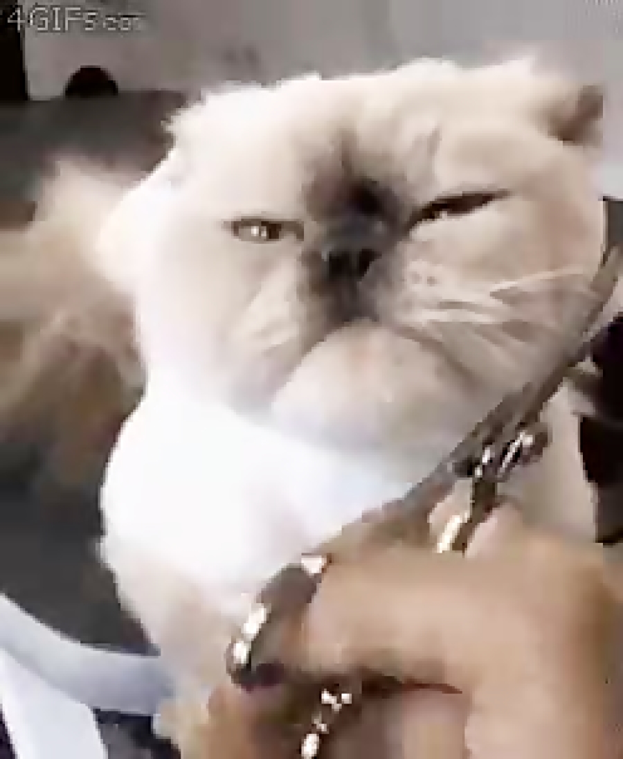 گربه اخمو