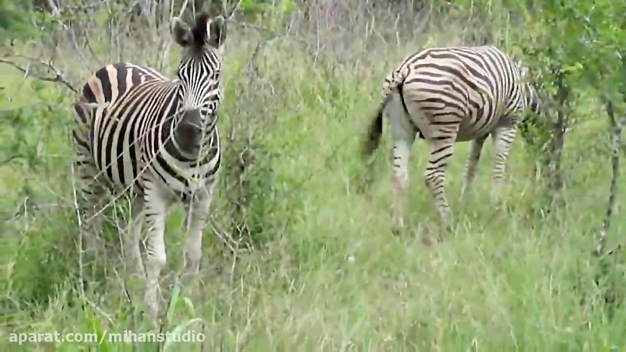 گورخر یک حیوان گیاه خوار