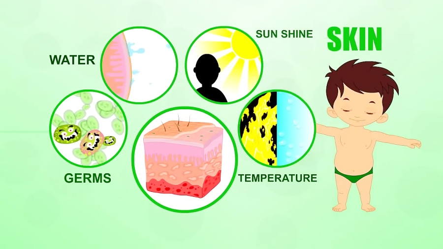 Skin - Human Body Parts - Pre School Know Your Body - Animated Videos ...