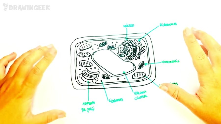 How to draw a Plant Cell | Plant Cell Easy Draw Tutorial