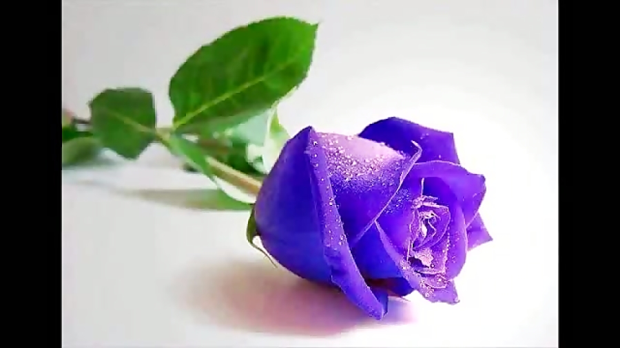 گلچین آهنگ شاد بندری آبادانی برای مراسم عروسی