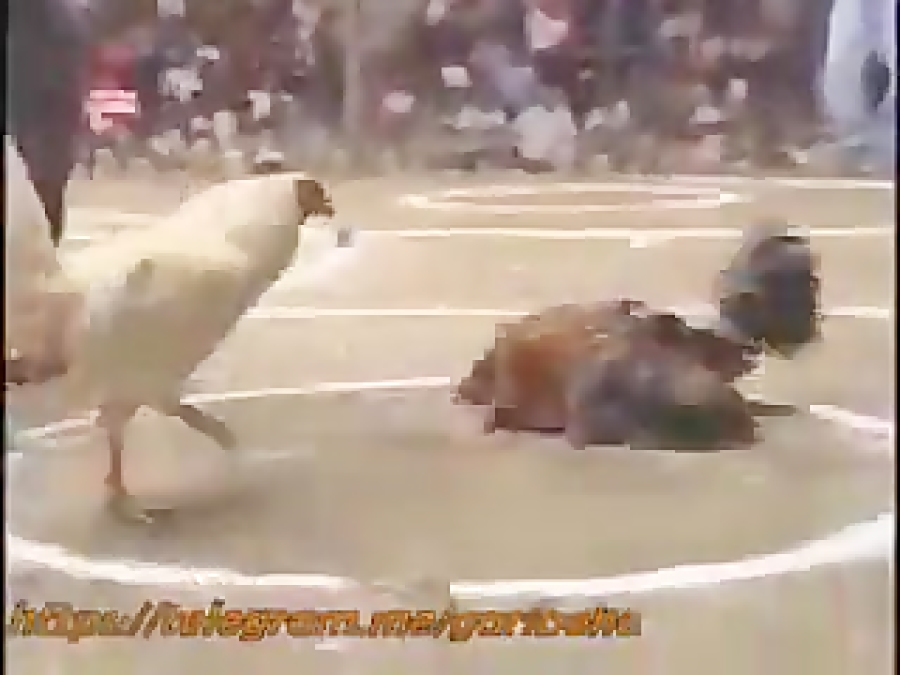 خروس دعوا لاری