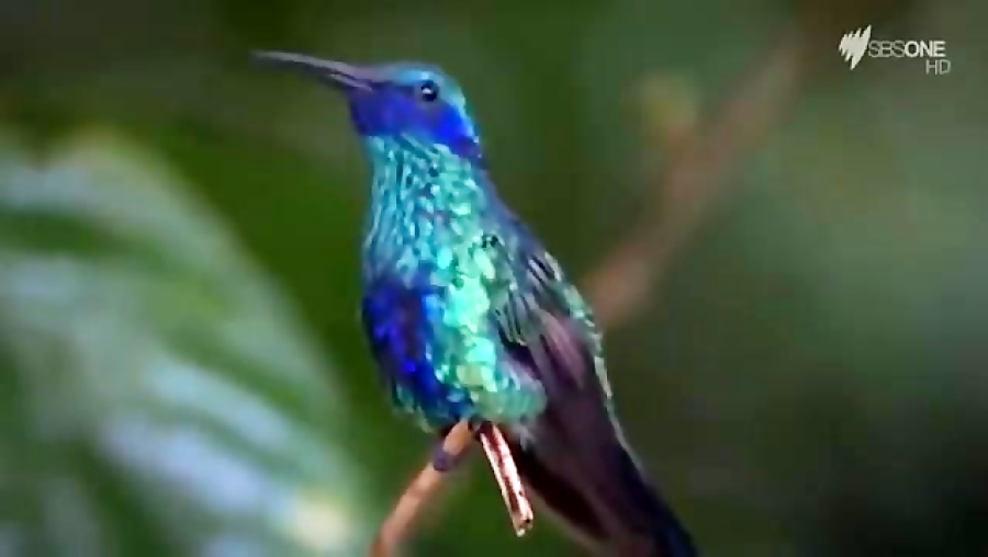 2017 Hummingbirds Jewelled Messengers