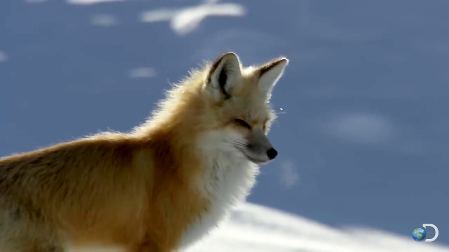 Fox Dives Headfirst Into Snow | North America