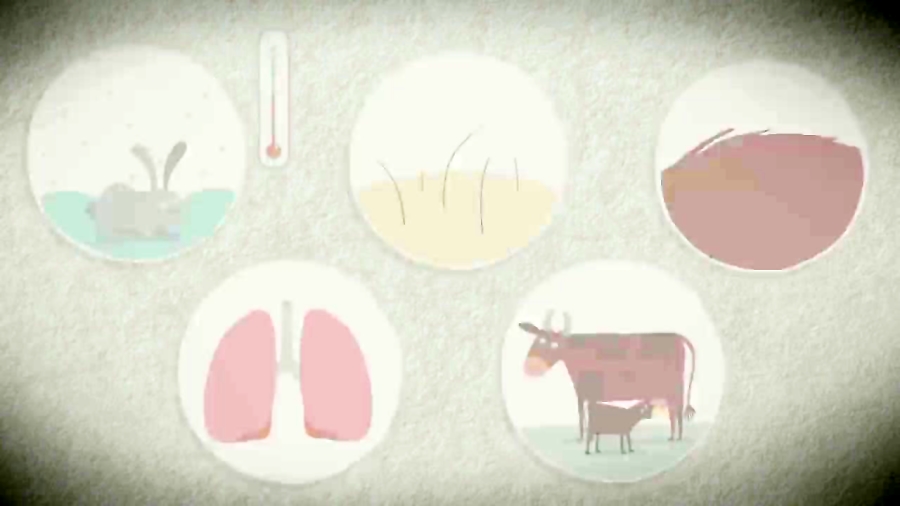 The three different ways mammals give birth - Kate Slabosky
