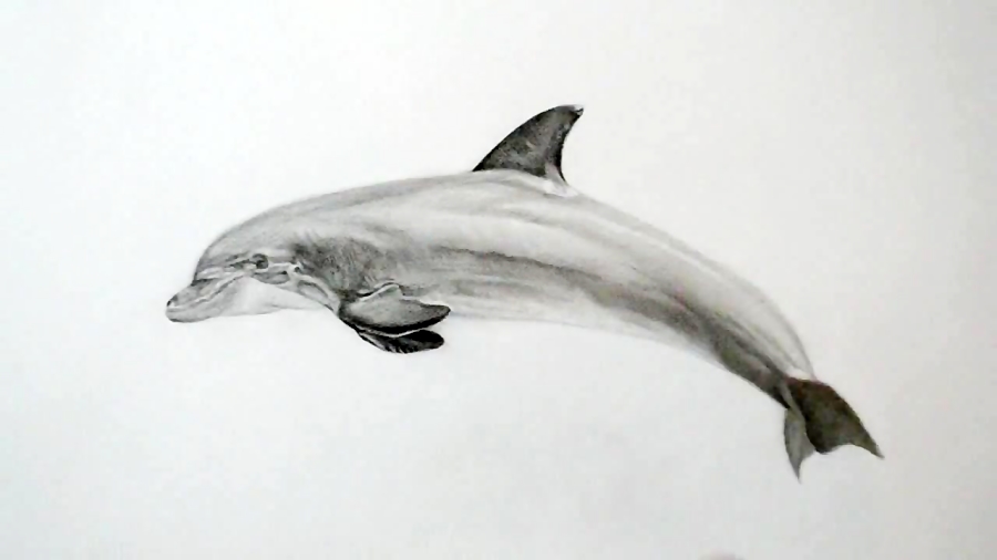 How to Draw a Dolphin with Graphite Pencil
