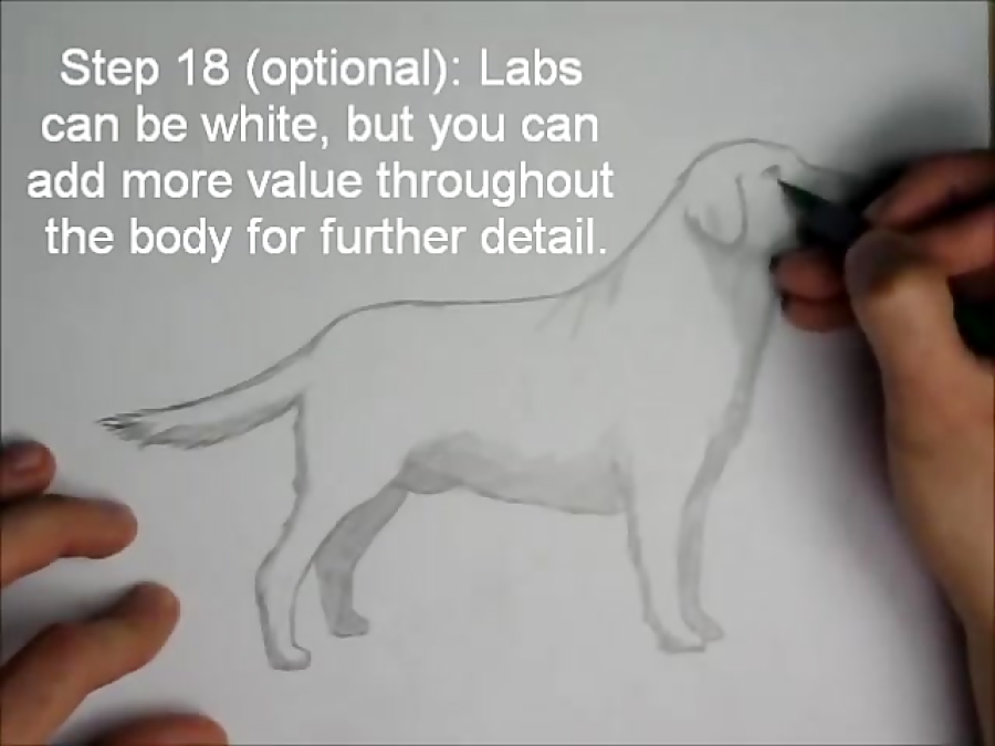 How to Draw a Dog (Labrador Retriever)