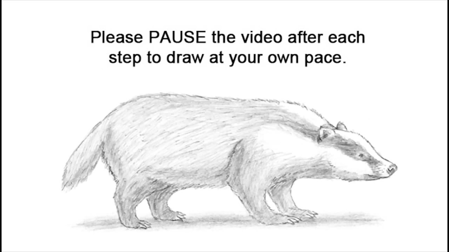 How to Draw a Badger