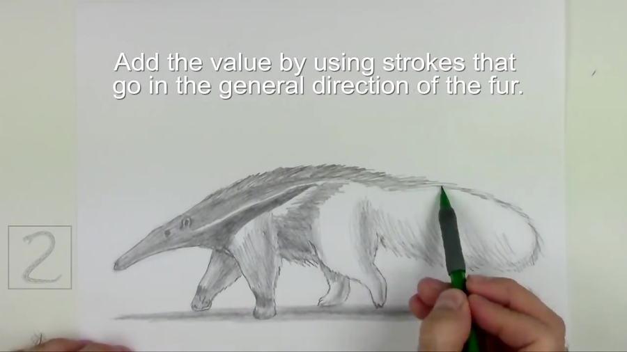 How to Draw a Giant Anteater