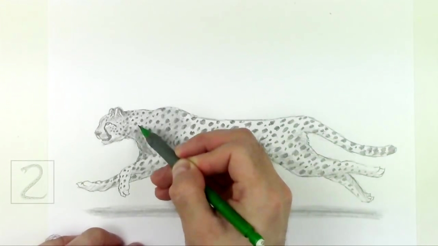 How to Draw a Cheetah Running