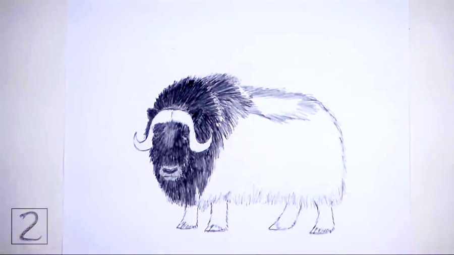 Musk Ox Time-lapse / Speed Drawing