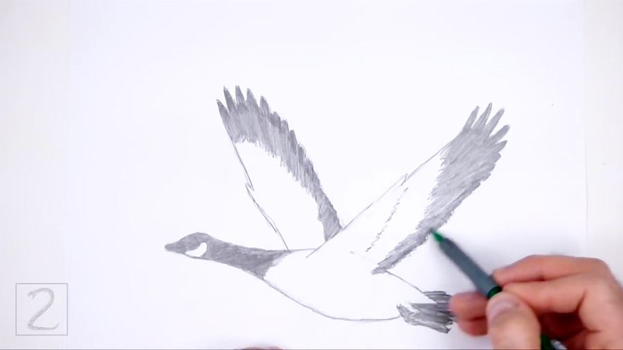 How to Draw a Canada Goose Flying