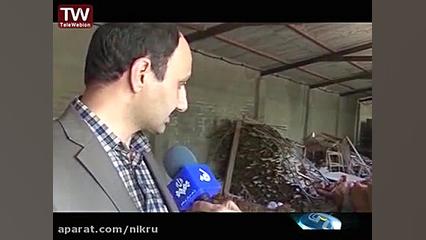 ساخت تنباکو میوه ای از پهن گاو
