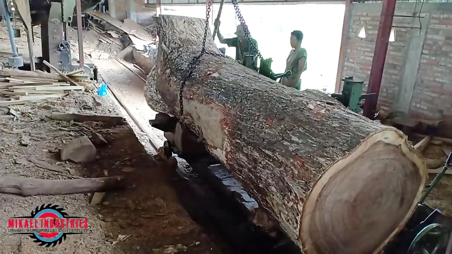 Dangerous Biggest Wood Cutting