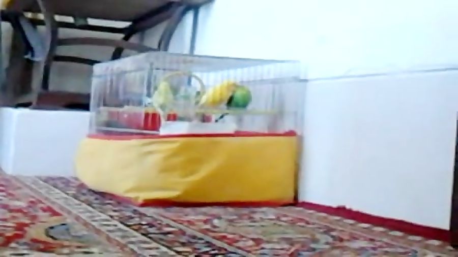مرغ عشق عاشق
