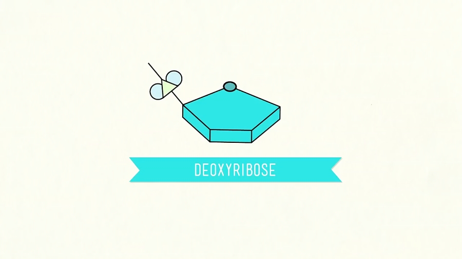 DNA Structure and Replication: Crash Course Biology #10