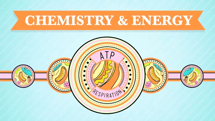 ATP Respiration: Crash Course Biology #7