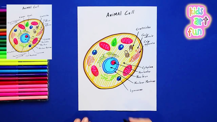 How to draw an animal cell - labeled science diagram