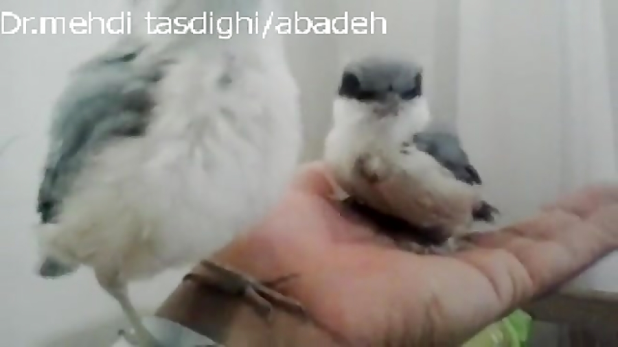 جوجه بلبل کمری (1)