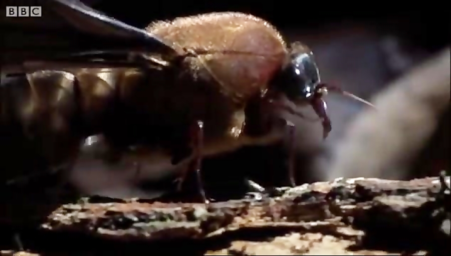 Queen Ant Mating Season | Ant Attack | BBC Earth
