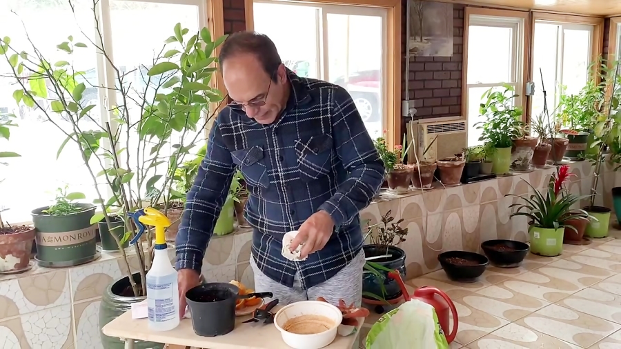 چگونه پرتغال و مركبات را از هسته بكاریم با صابر