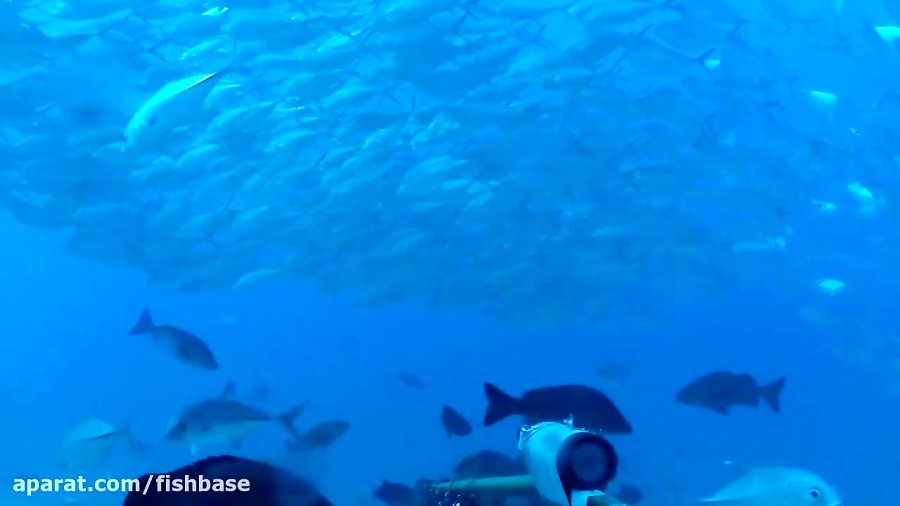 گلّهء ماهی ده‌باله شاهی: Alepes vari