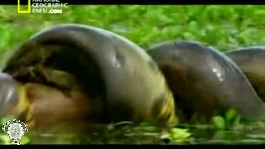 مستند فارسی - مار های غول پیکر آدم خوار