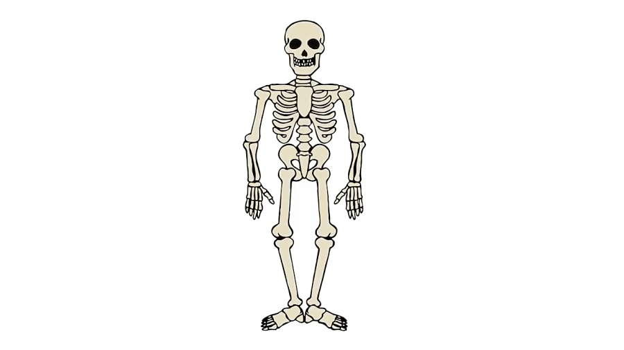 How to Draw a Human Skeleton