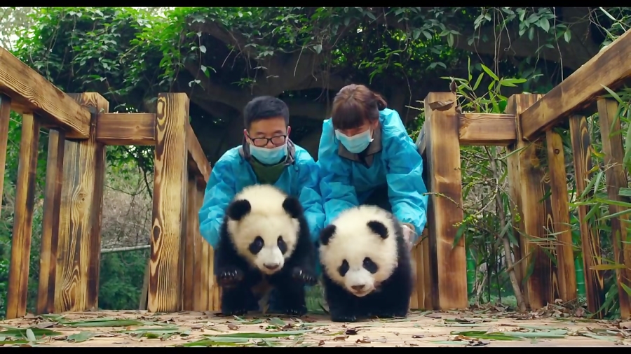 PANDAS - OFFICIAL TRAILER HD