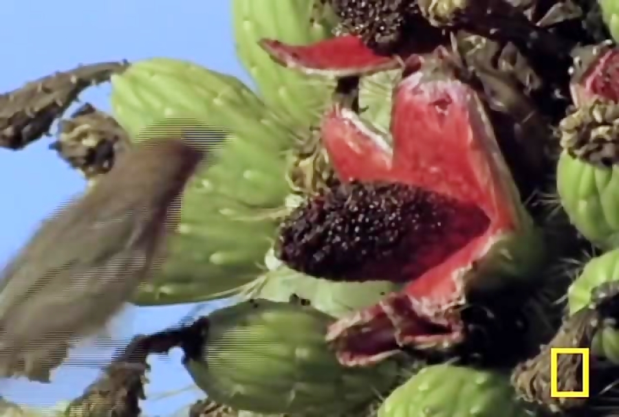 Blood Squirting Lizard | National Geographic پرتاب خون