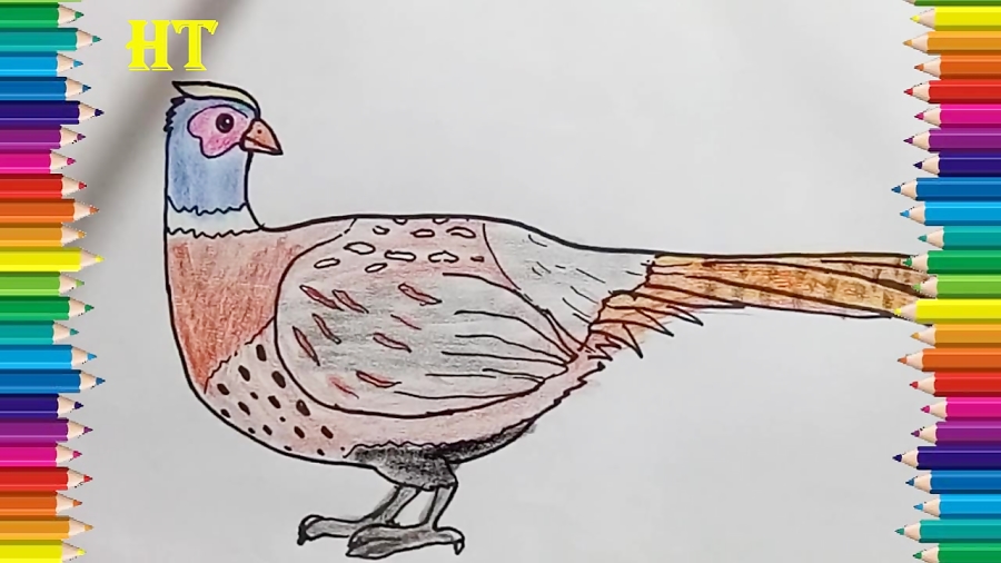 How to draw a pheasant step by step | Bird drawing easy for kids