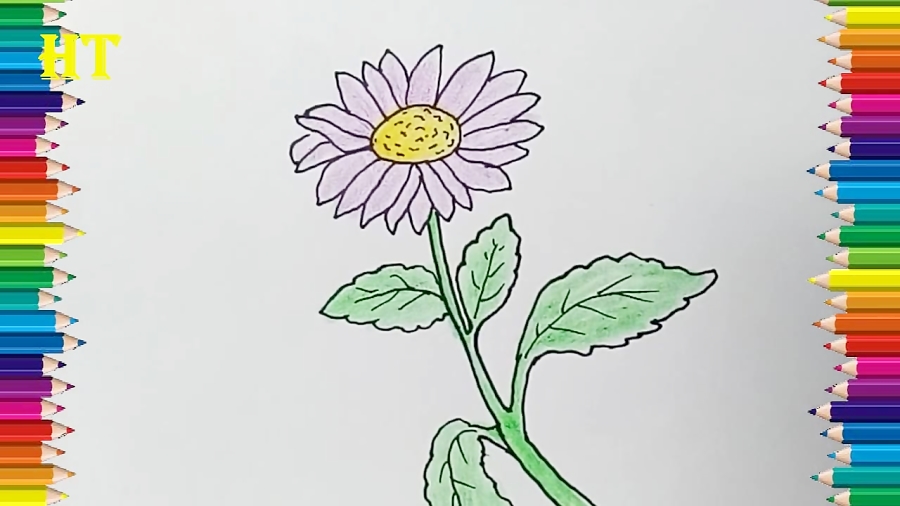How to draw a aster flower step by step | Aster flower drawing easy