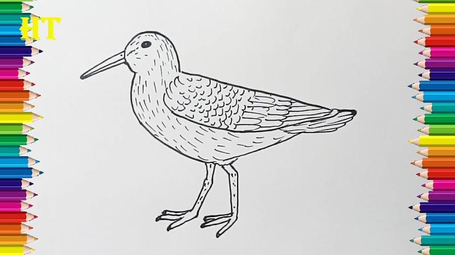 How to draw a Dunlin bird easy for kids | Dunlin Bird drawing step by step