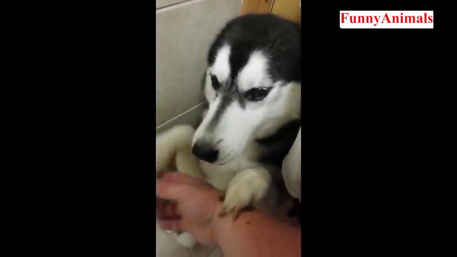 سگ گربه |Husky Dogs just don't want to bath - Funny dog bathing compilation 2018