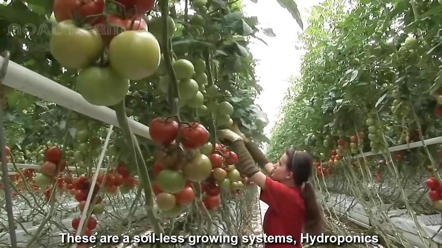 Amazing Greenhouse Tomatoes Farming - Modern Agriculture Technology