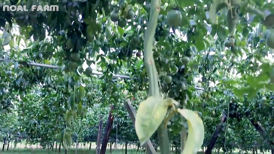 Awesome Passion Fruit Farm Harvesting # 25 - Japan Agriculture ...