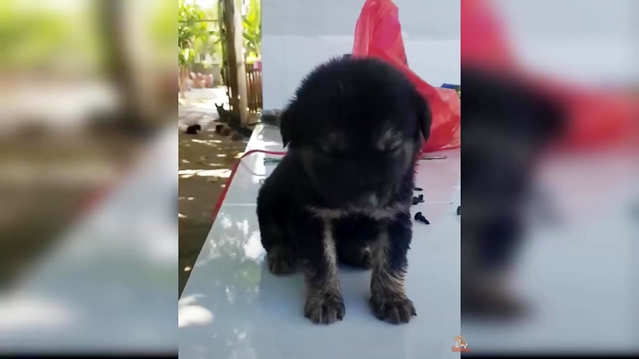 Baby Dogs - Cute and Funny Dog Videos Compilation 2019