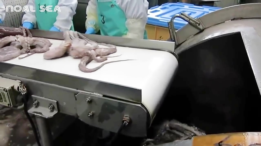 Octopus and Oyster Processing In Factory - Seafood Factory Amazing ...