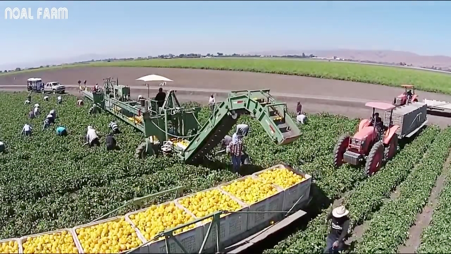 Colorful Bell Pepper Harvesting Machine Modern Agriculture 2018 - How ...