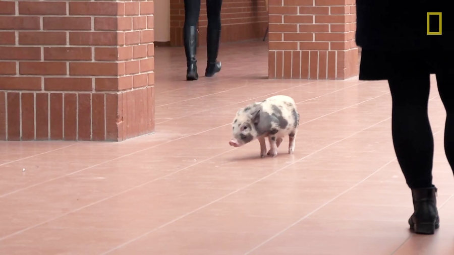 Pigs Communicate With Humans in New Experiment | National Geographic
