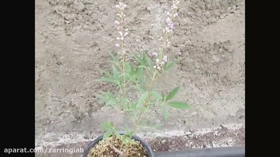 گیاه پنج انگشت (عفت،پاکدامنی،زنان،فلفل بیابانی) مقاوم به کم آبی