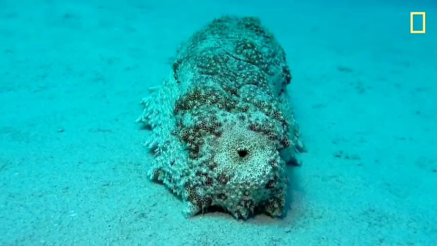 Sea Cucumber Poop Is Surprisingly Good For the Ecosystem | National ...