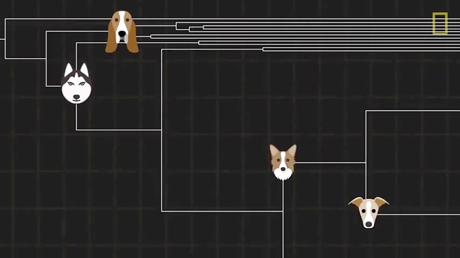 A Brief History of Dogs | National Geographic