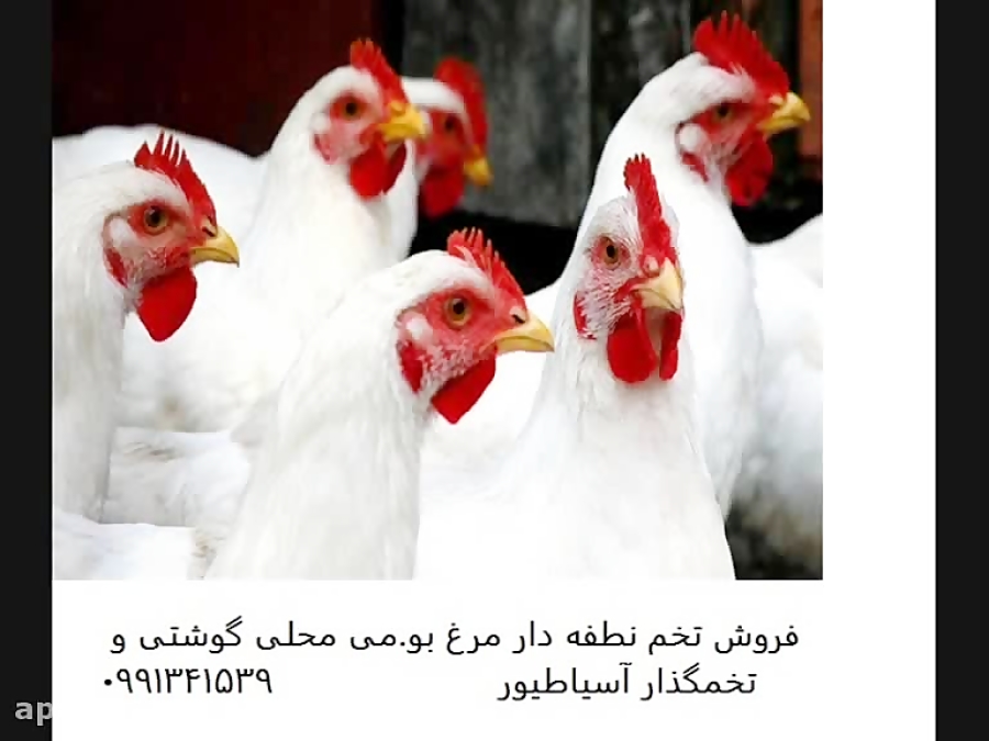 فروش عمده و خرده تخم مرغ محلی گوشتی و تخمگذار
